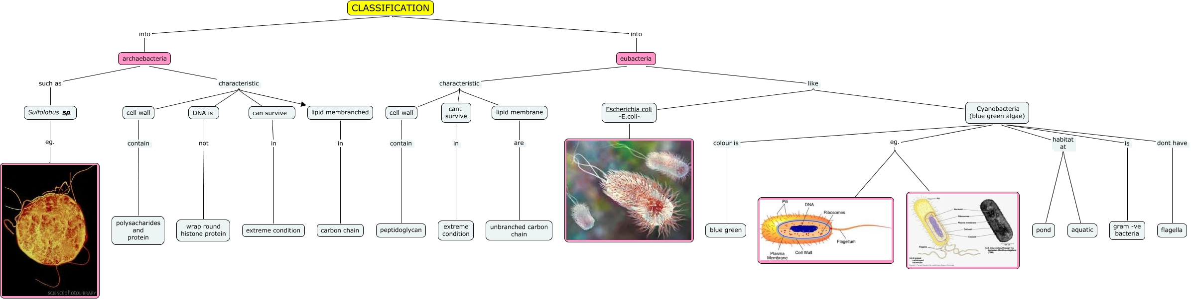 Kingdom Monera Classification Chart